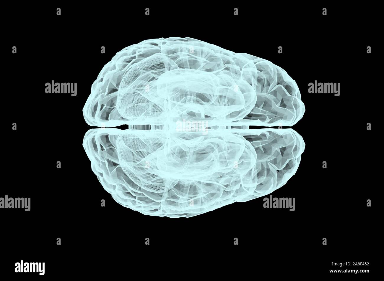 Human Brain Anatomical Model 3D Rendering Stock Photo - Alamy