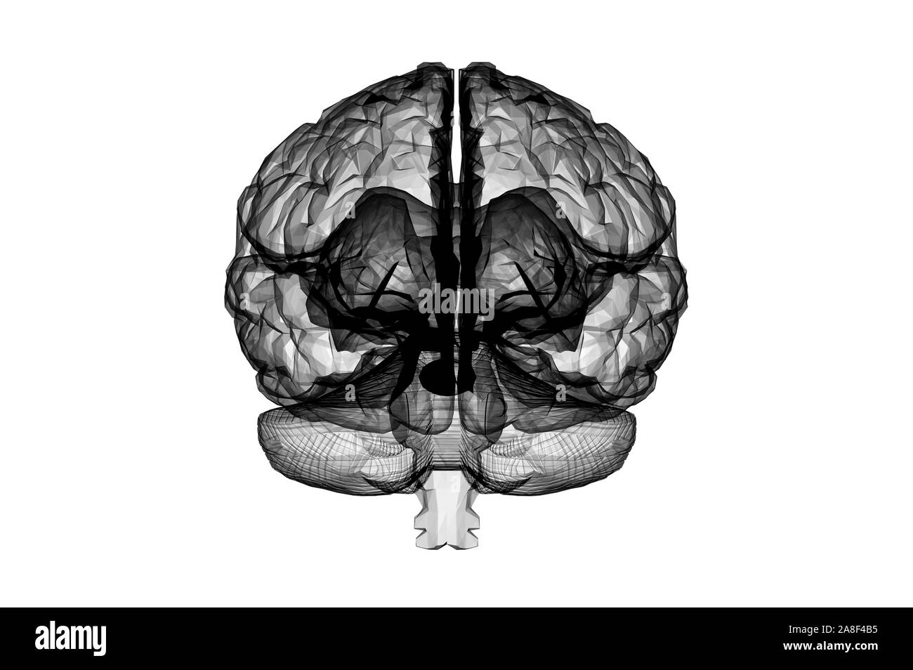 Human Brain Anatomical Model 3D Rendering Stock Photo - Alamy