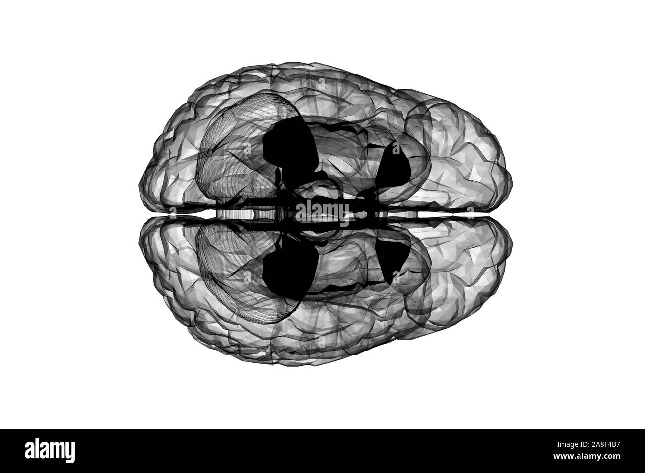Human brain anatomical model Cut Out Stock Images & Pictures - Alamy