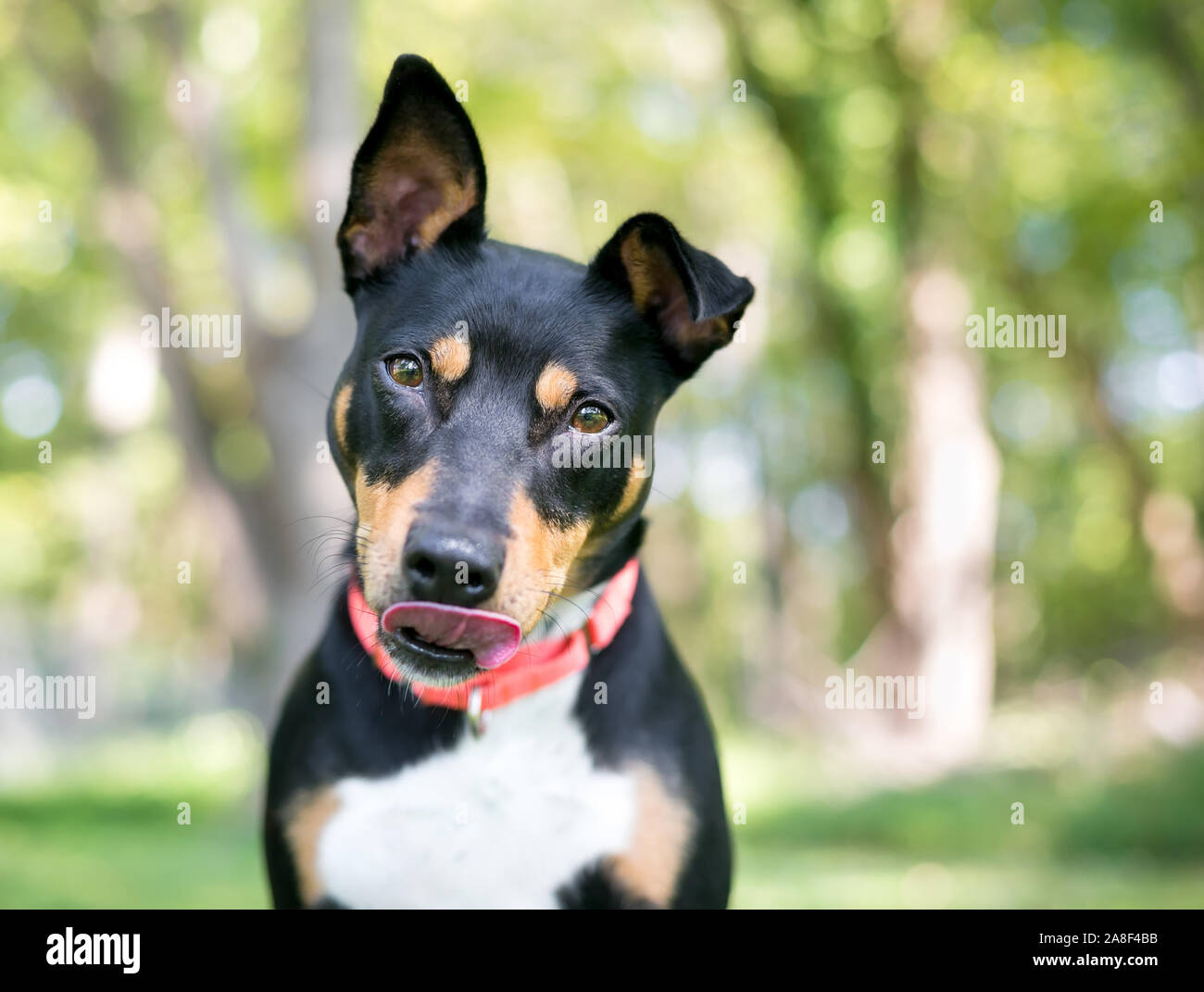 A friendly tricolor mixed breed dog with one upright ear and one floppy ...