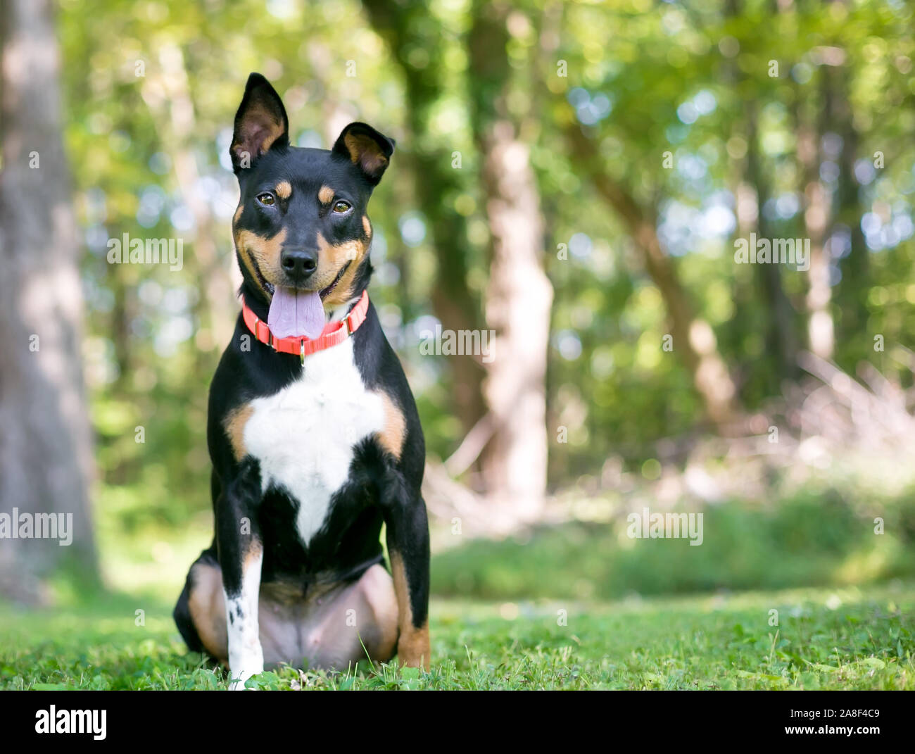 A friendly tricolor mixed breed dog with one upright ear and one floppy ...