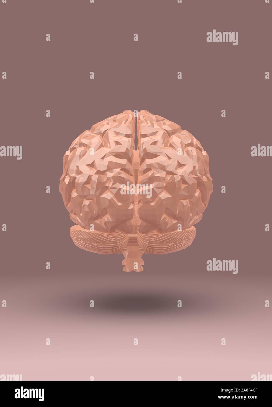 Human Brain Anatomical Model 3D Rendering Stock Photo - Alamy