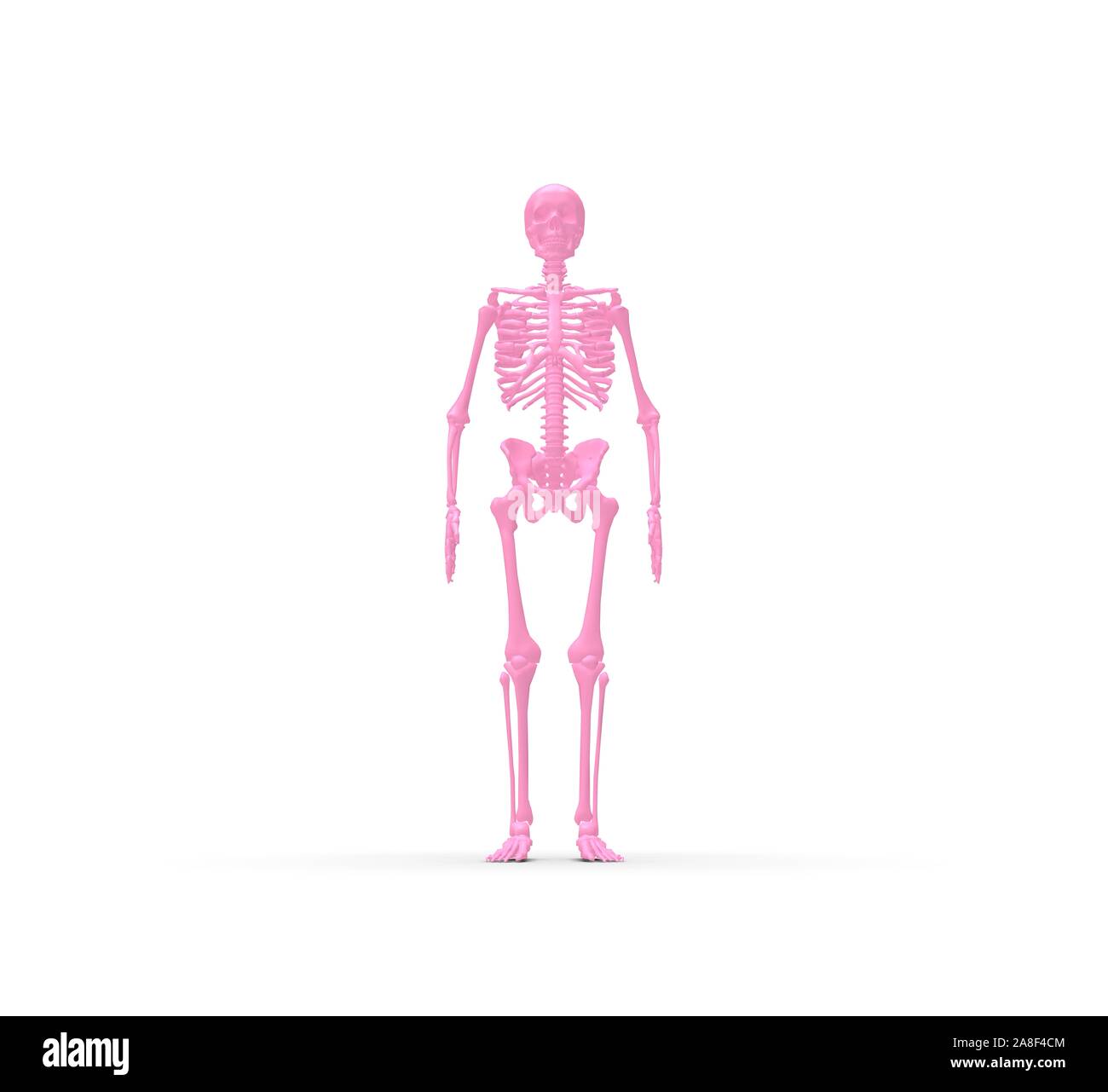 Human Anatomy Skeleton 3D Rendering Stock Photo - Alamy