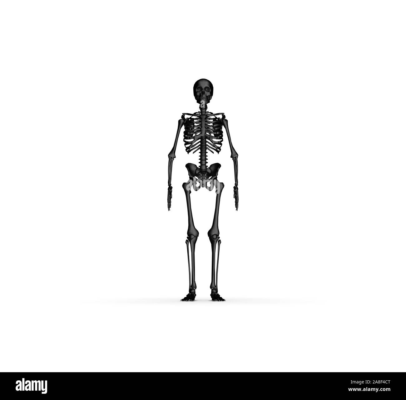 Human Anatomy Skeleton 3D Rendering Stock Photo - Alamy