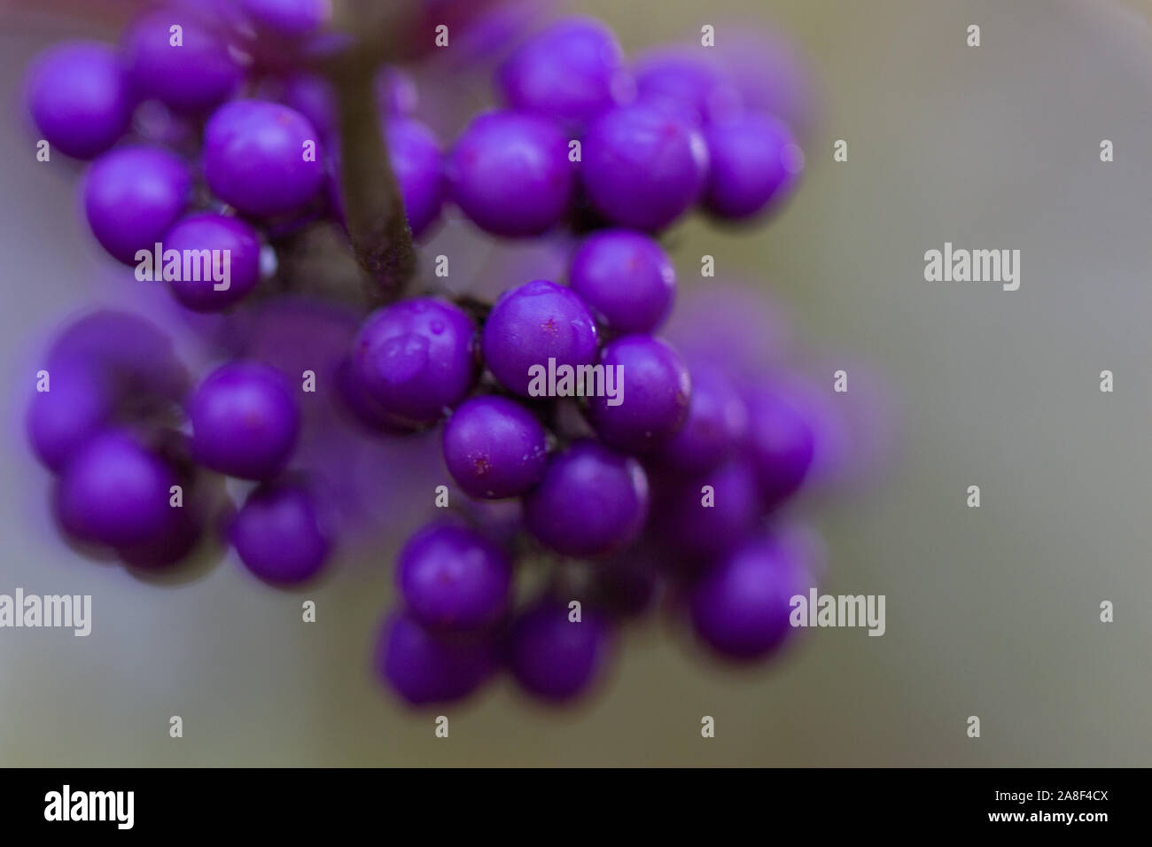 Callicarpa bodinieri, or Bodinier's beautyberry, is a species of the ...