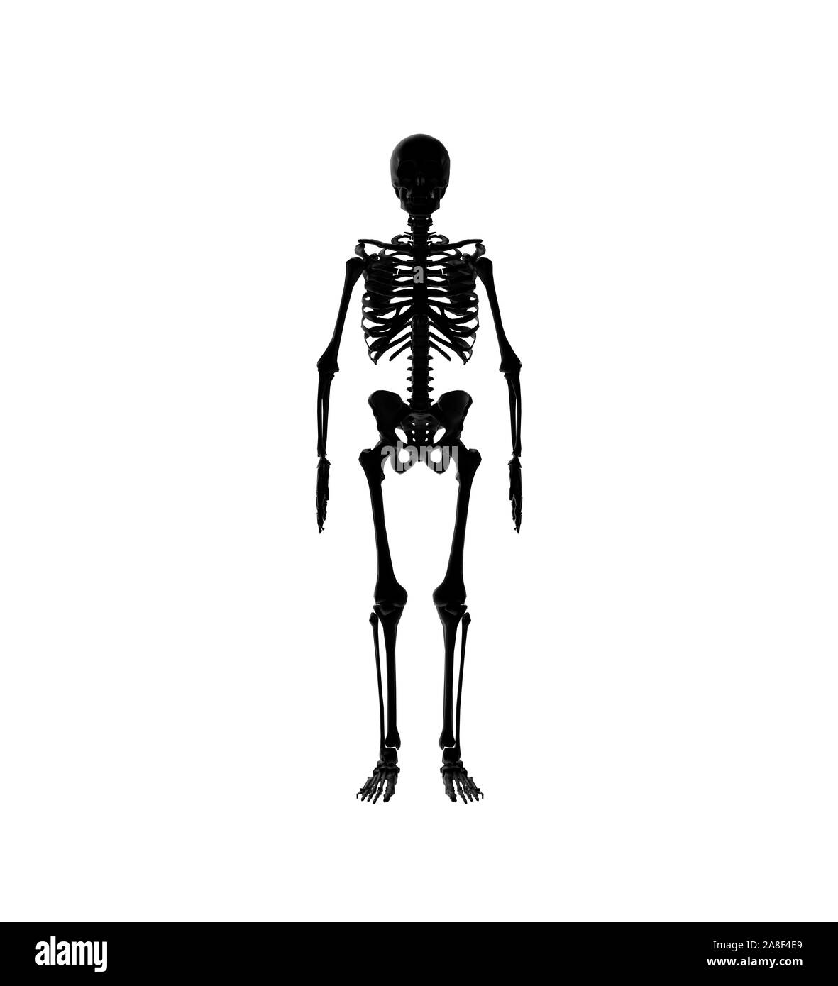 Human Anatomy Skeleton 3D Rendering Stock Photo - Alamy
