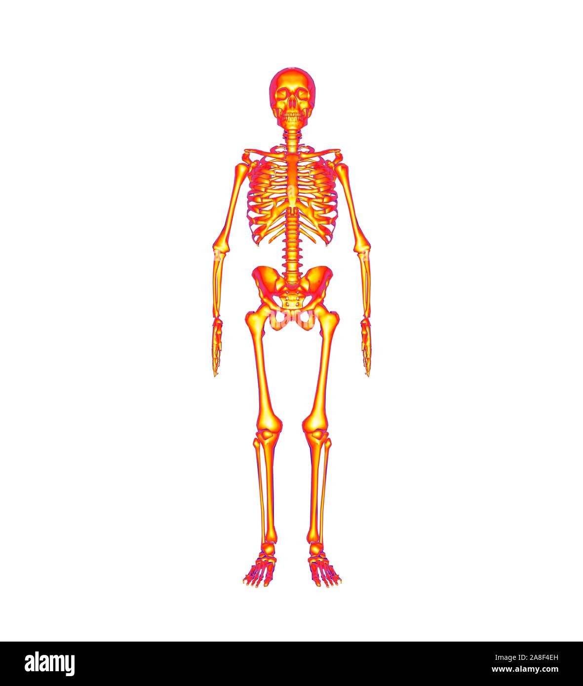 Human Anatomy Skeleton 3D Rendering Stock Photo - Alamy