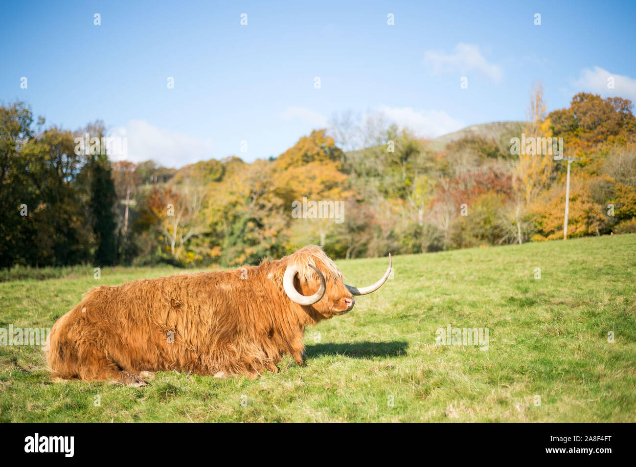 red scottish highland cattle lying in the field, a beautiful day Stock ...