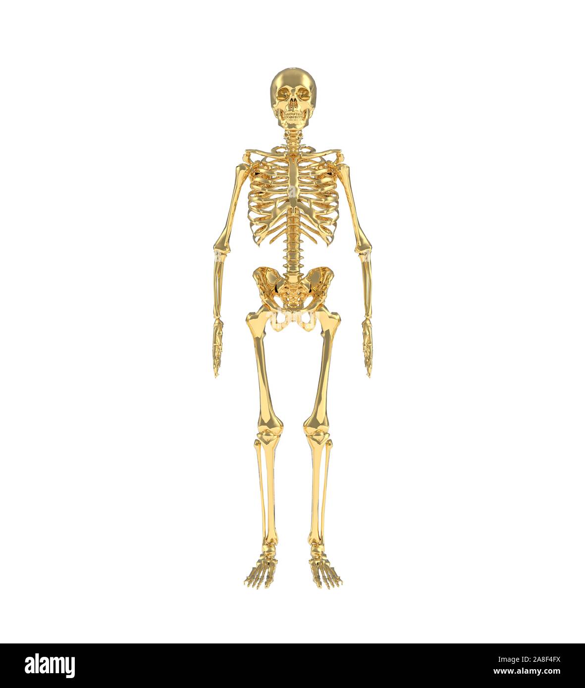 Human Anatomy Skeleton 3D Rendering Stock Photo - Alamy