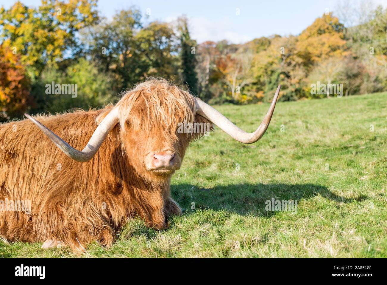 red scottish highland cattle lying in the field, a beautiful day Stock ...