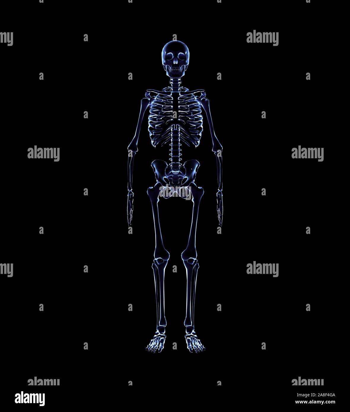 Human Anatomy Skeleton 3D Rendering Stock Photo - Alamy