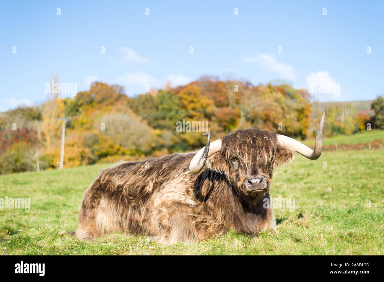red scottish highland cattle lying in the field, a beautiful day Stock ...