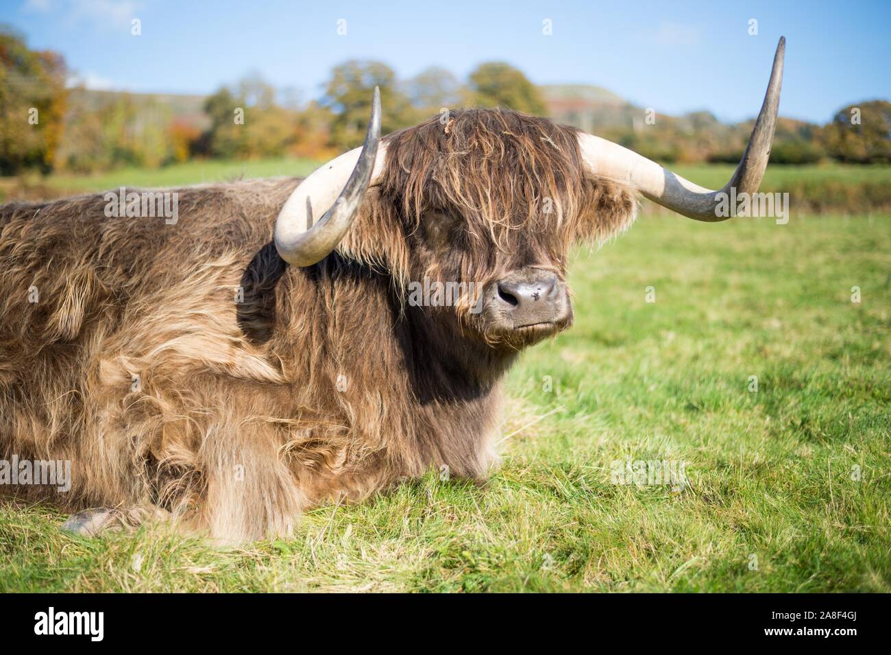 red scottish highland cattle lying in the field, a beautiful day Stock ...