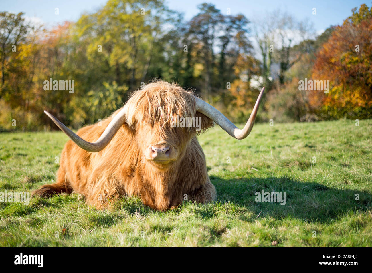 red scottish highland cattle lying in the field, a beautiful day Stock ...