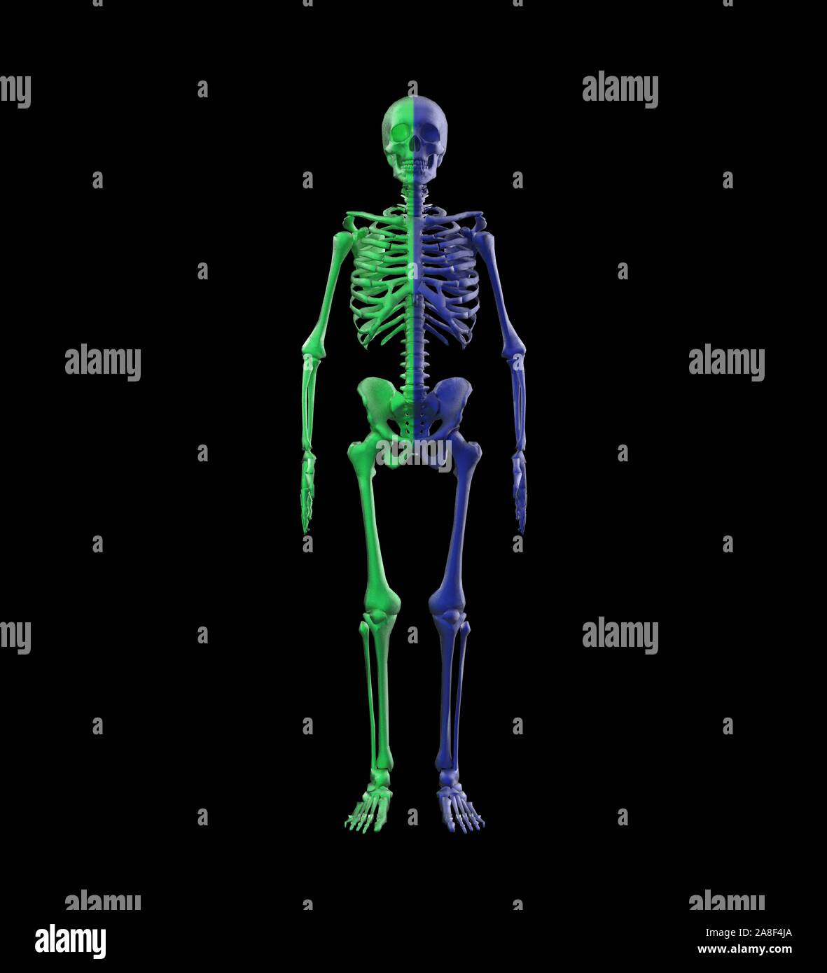Human Anatomy Skeleton 3D Rendering Stock Photo - Alamy