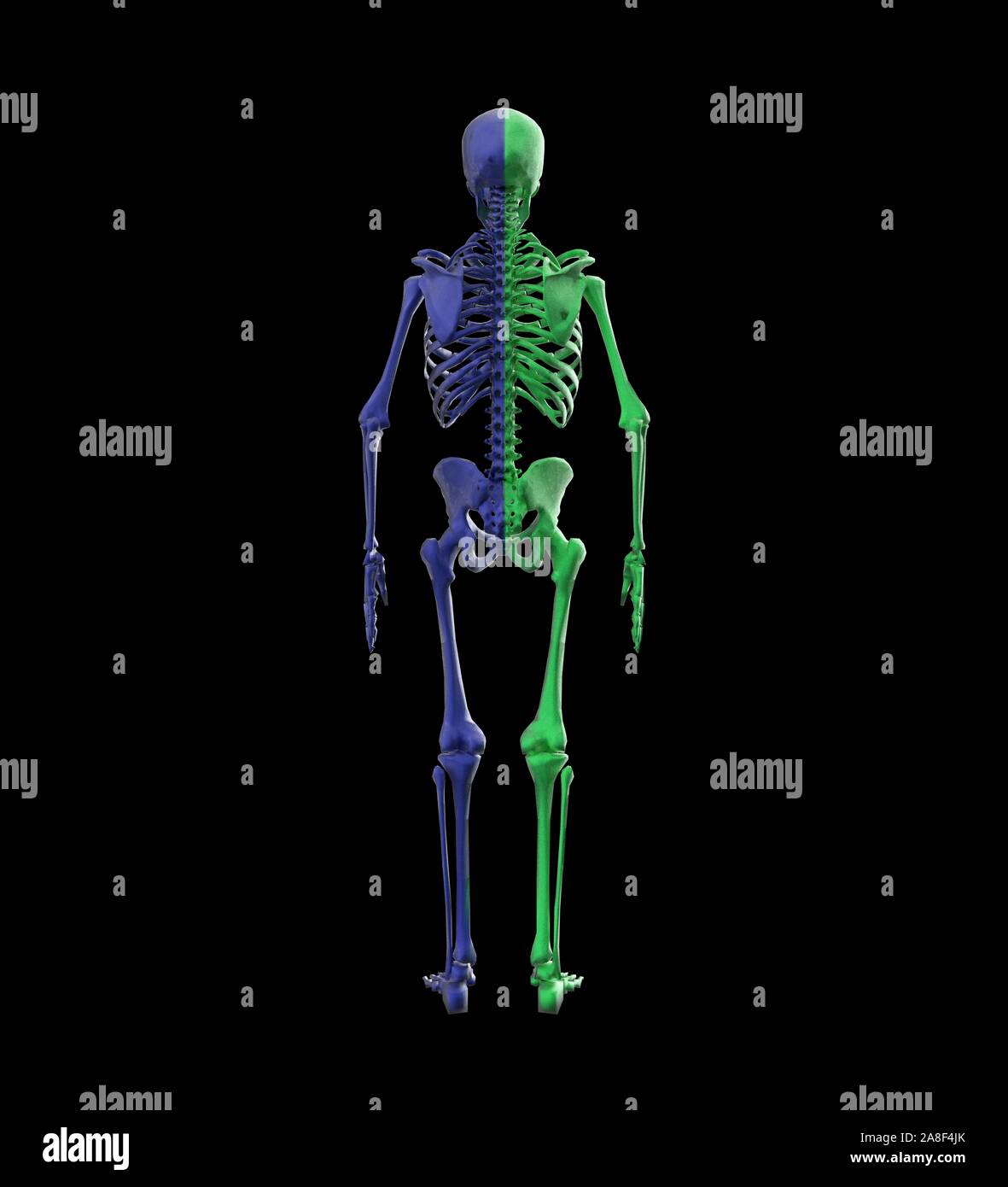 Human Anatomy Skeleton 3D Rendering Stock Photo - Alamy