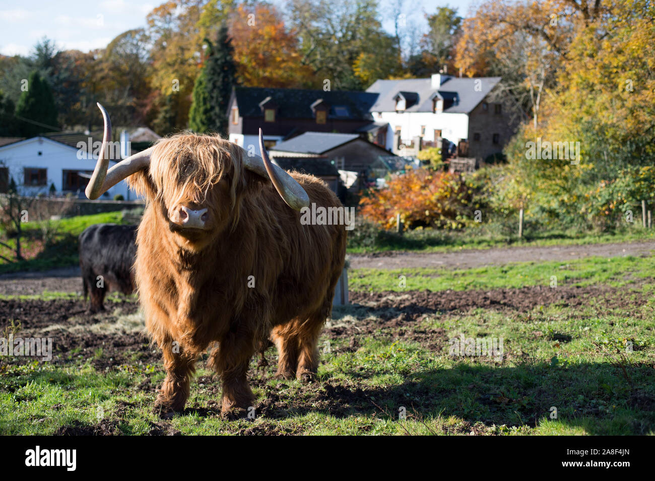 red scottish highland cattle lying in the field, a beautiful day Stock ...