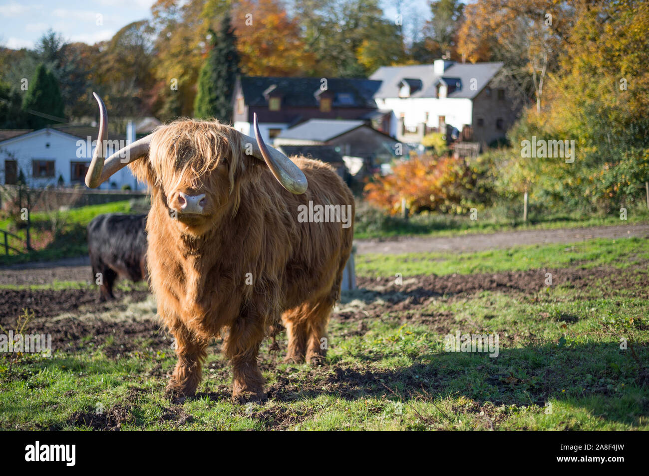 red scottish highland cattle lying in the field, a beautiful day Stock ...