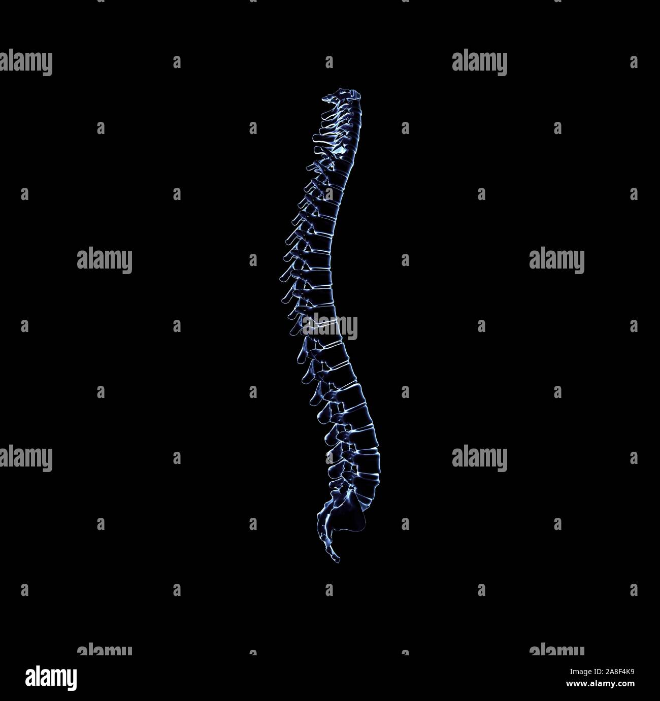 Skeletal human spine on Black 3D Rendering Stock Photo - Alamy
