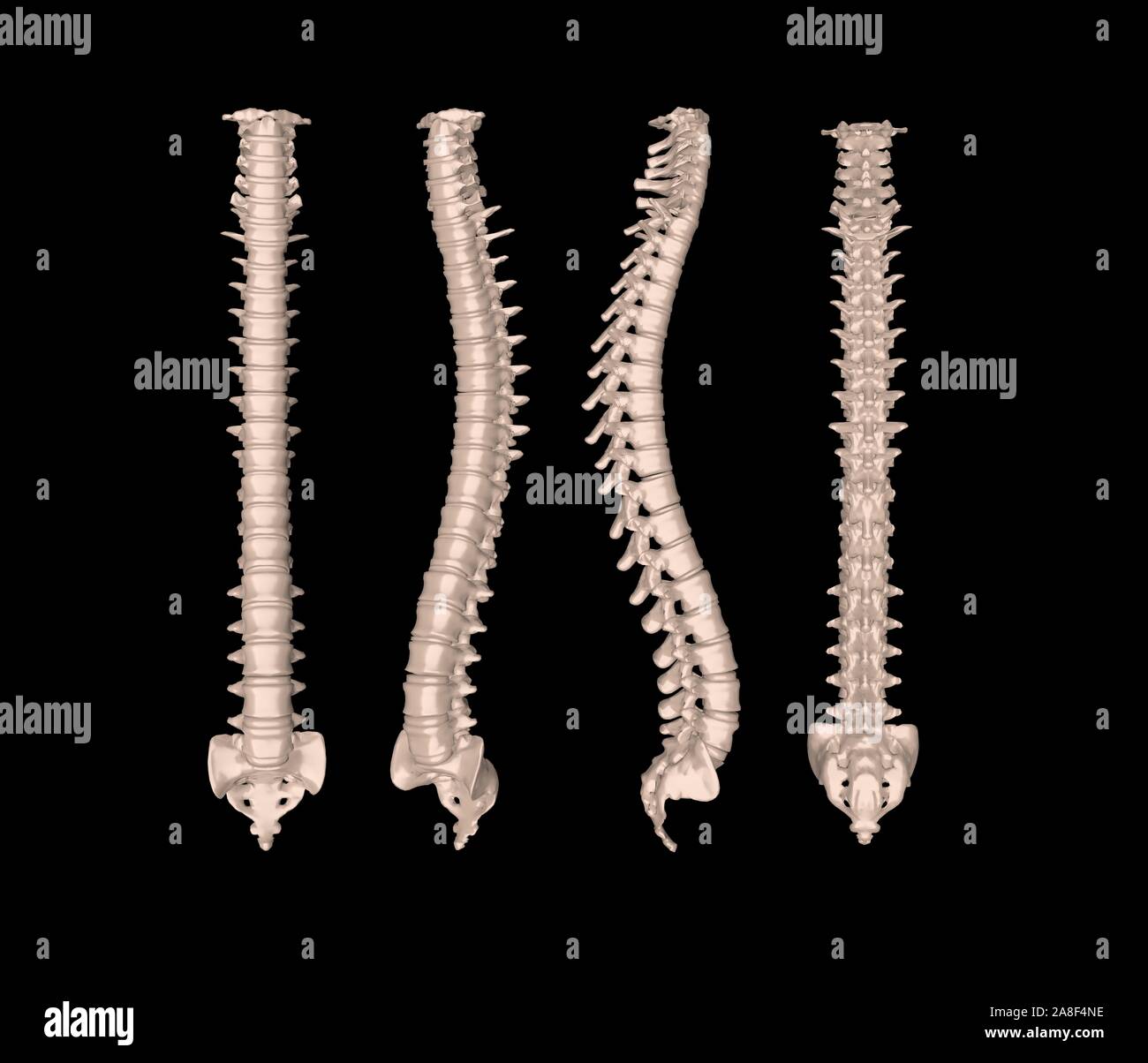 Skeletal human spine on Black 3D Rendering Stock Photo - Alamy