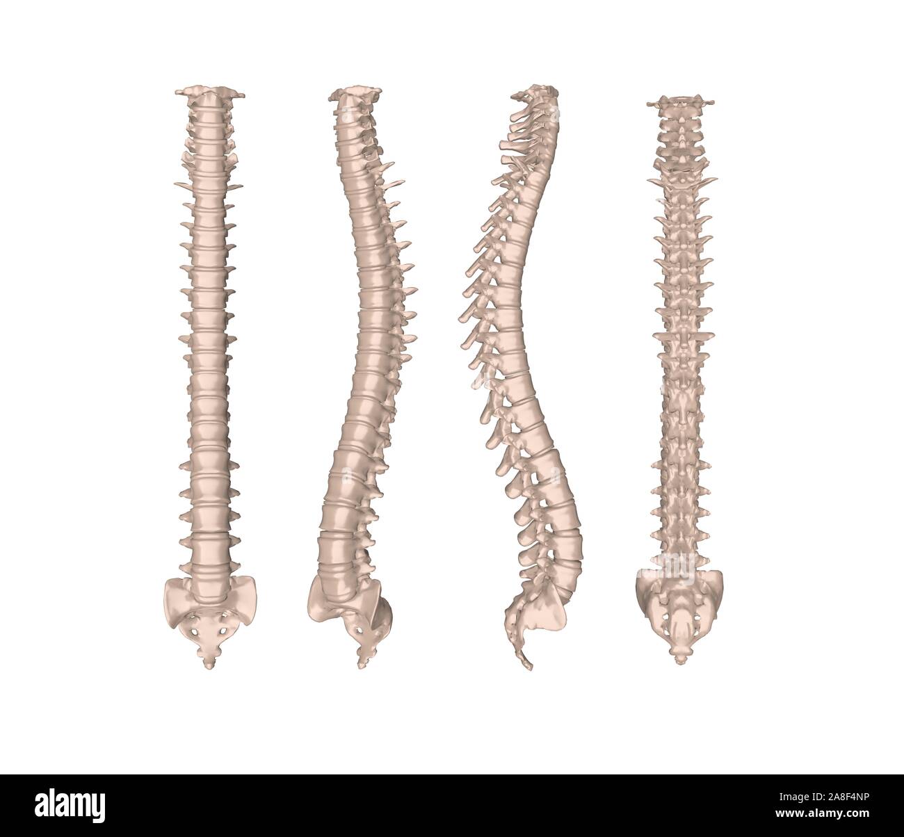 Skeletal human spine 3D Rendering Stock Photo - Alamy