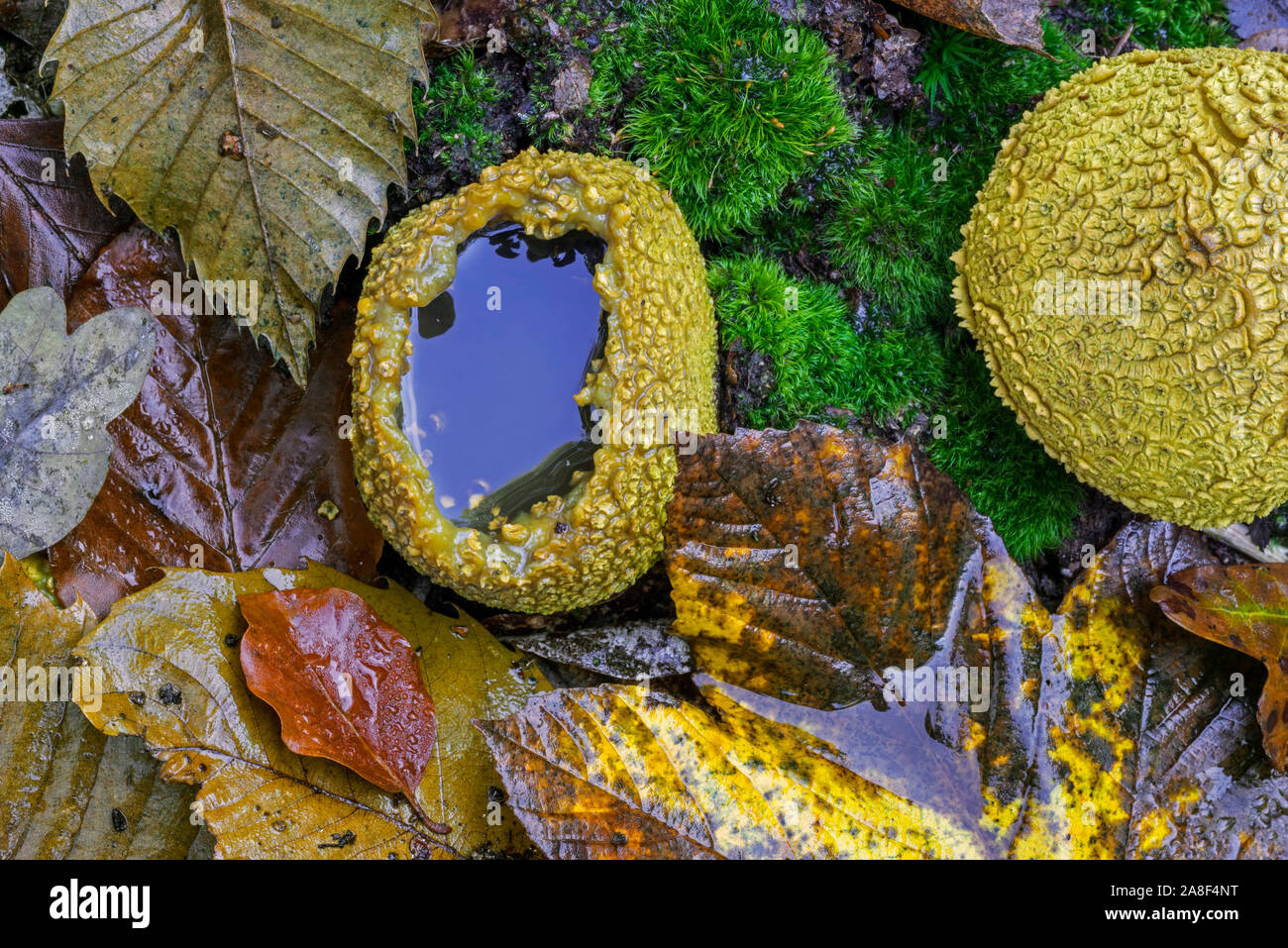 Common earth ball fungus scleroderma hi-res stock photography and ...