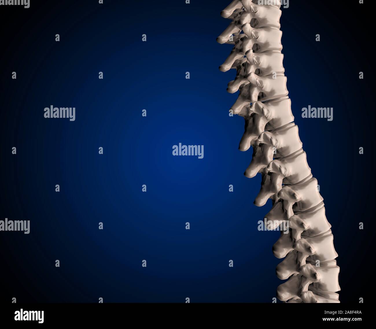 Spine bone bones skeleton anatomy medical back black background ...