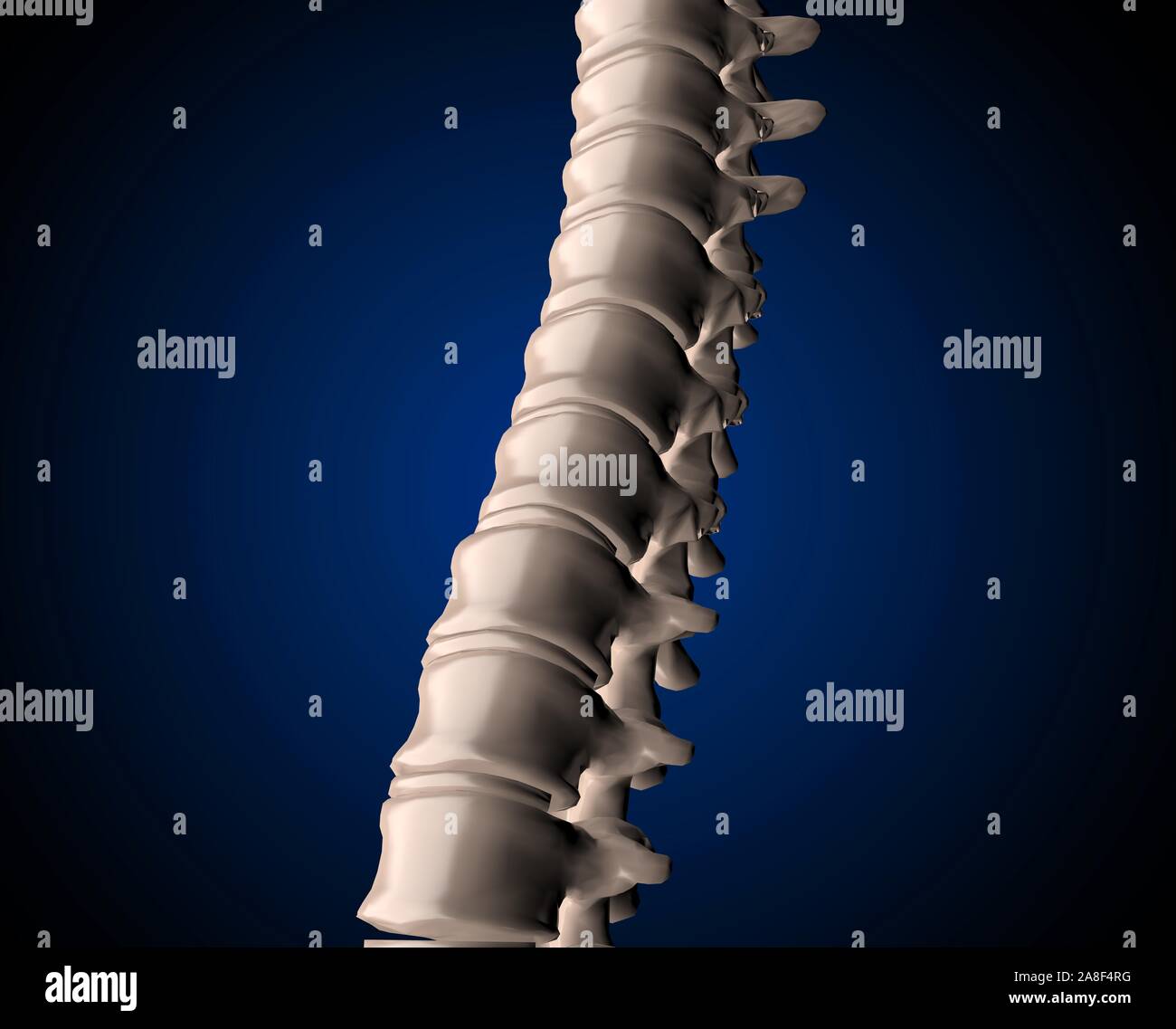 Skeletal human spine on Black 3D Rendering Stock Photo - Alamy