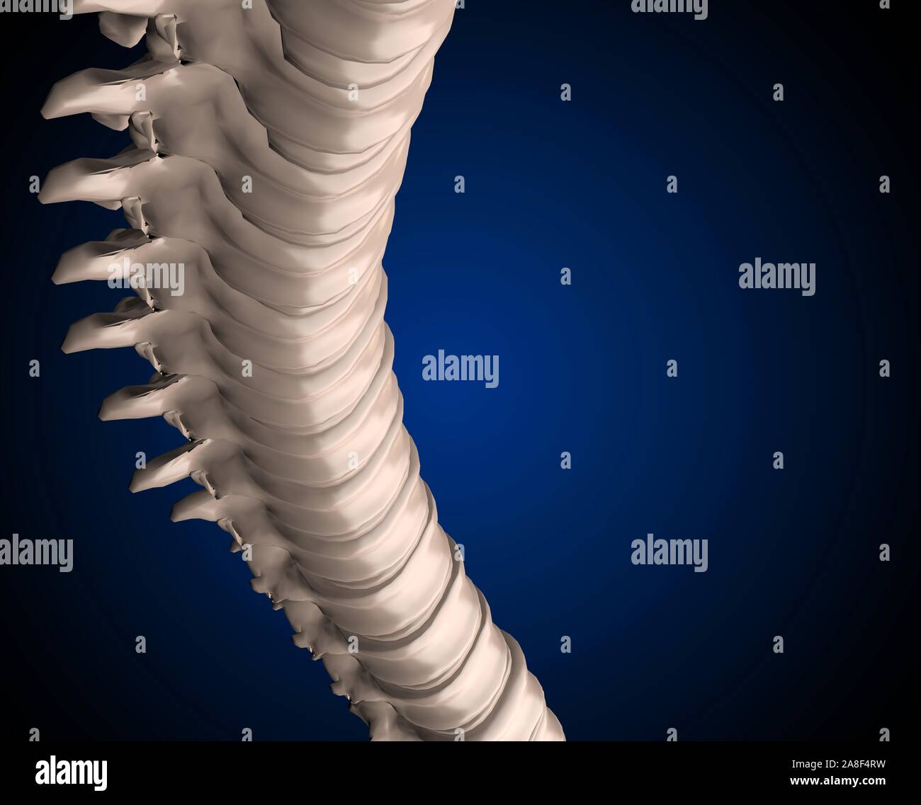 Skeletal human spine on Black 3D Rendering Stock Photo - Alamy