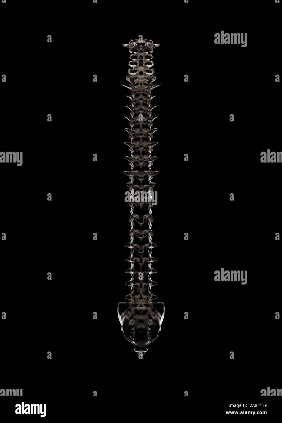 Skeletal human spine on Black 3D Rendering Stock Photo - Alamy