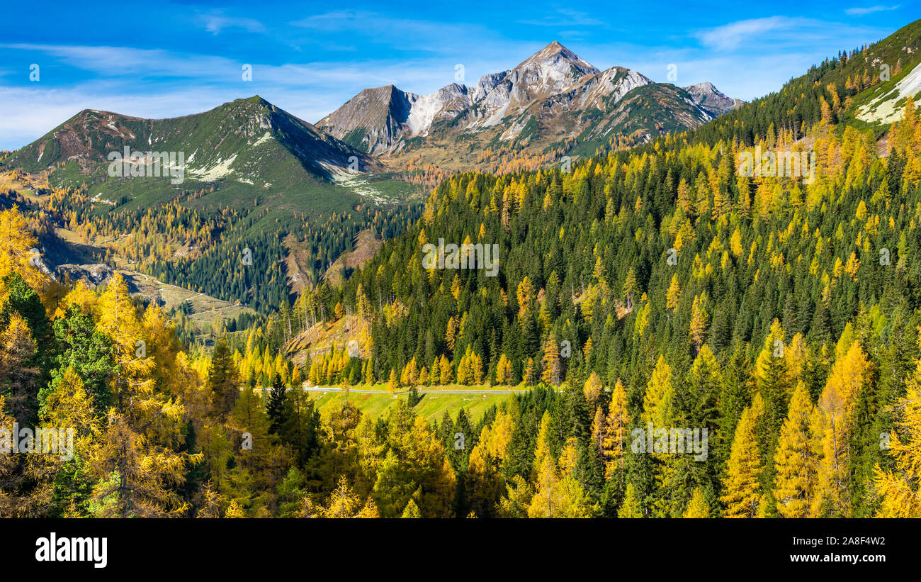 Fall foliage color in the larch trees near Obertauern, Austria, Europe ...