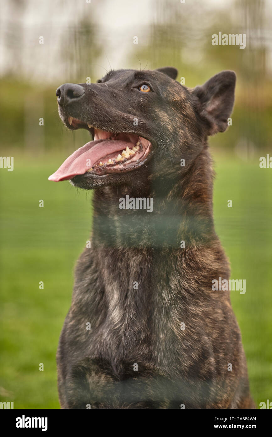 Portrait of a black dog #2 Stock Photo - Alamy