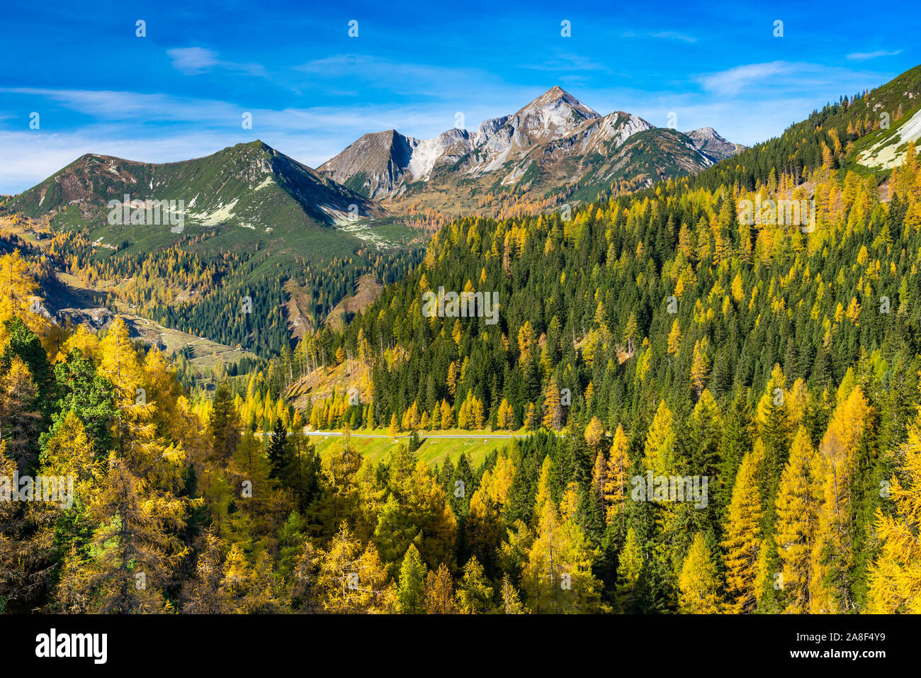 Fall foliage color in the larch trees near Obertauern, Austria, Europe ...
