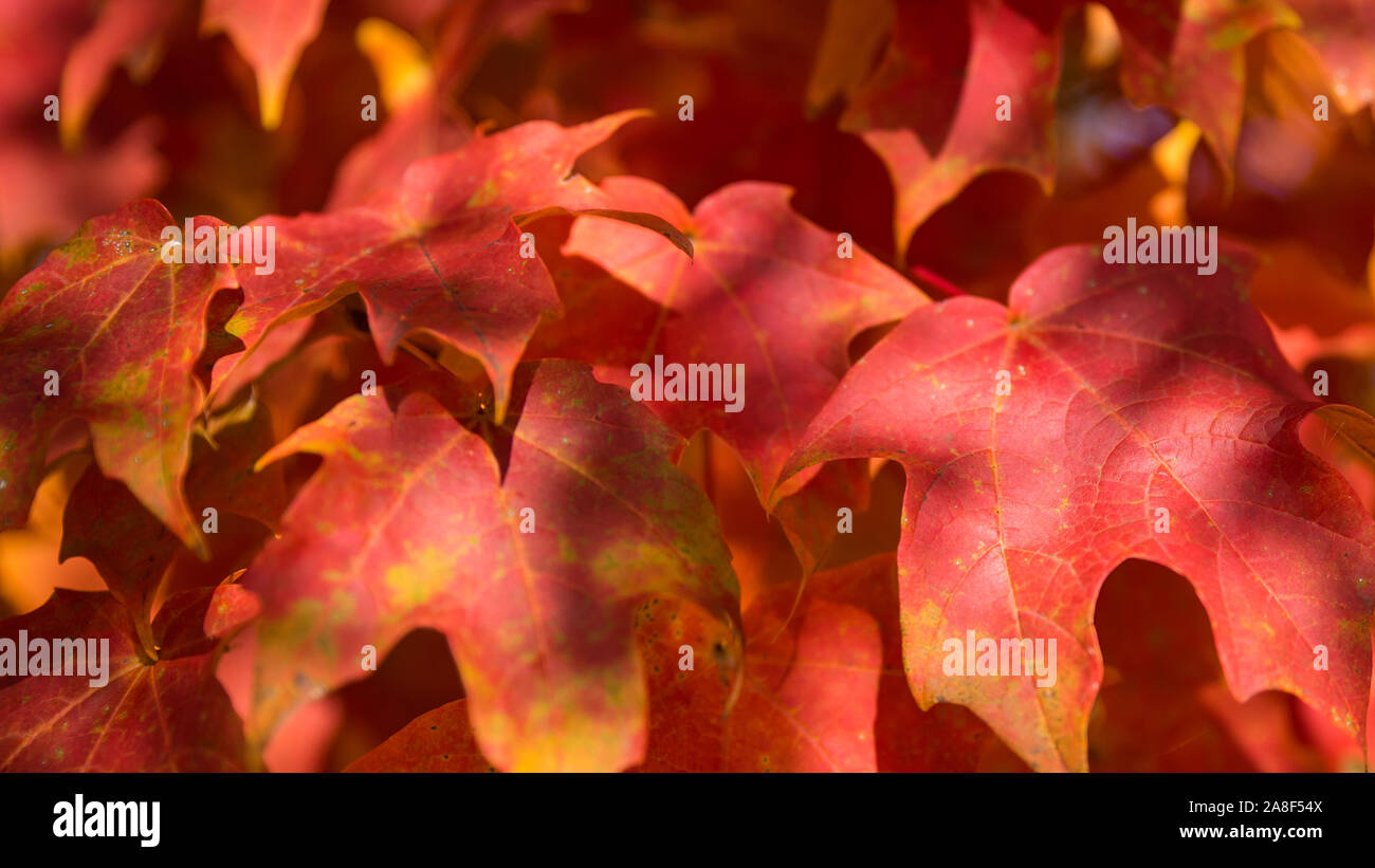 Fall Colors 2019 Tega Cay Fort Mill SC Stock Photo - Alamy