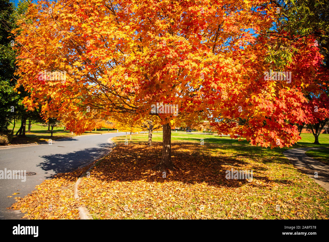 Fall Colors 2019 Tega Cay Fort Mill SC Stock Photo - Alamy