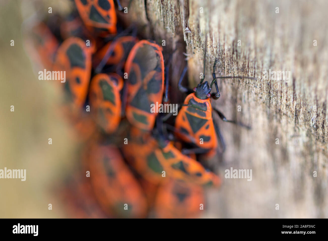 The firebug, Pyrrhocoris apterus, is a common insect of the family ...