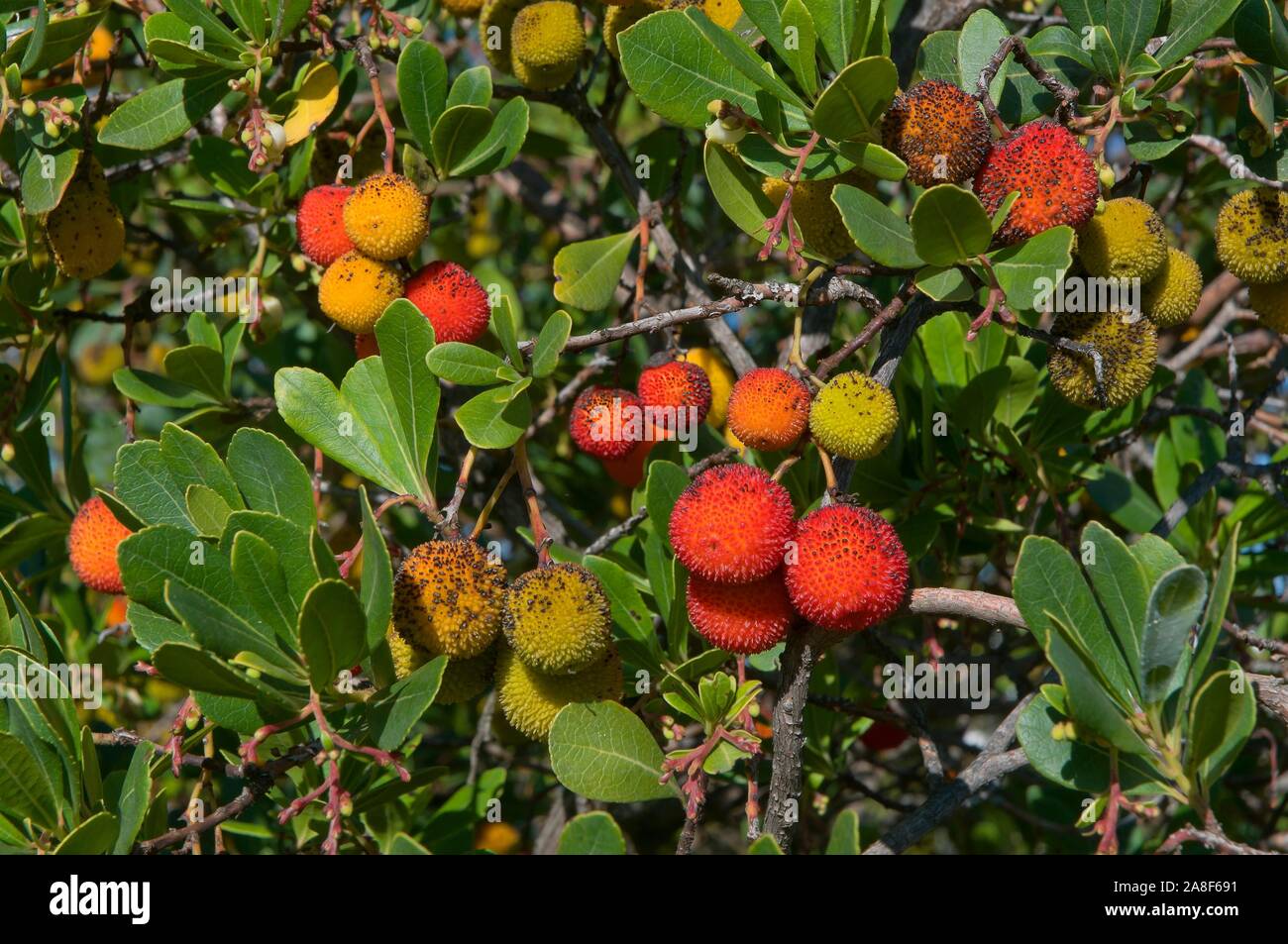 Ericaceae tree species hi-res stock photography and images - Alamy