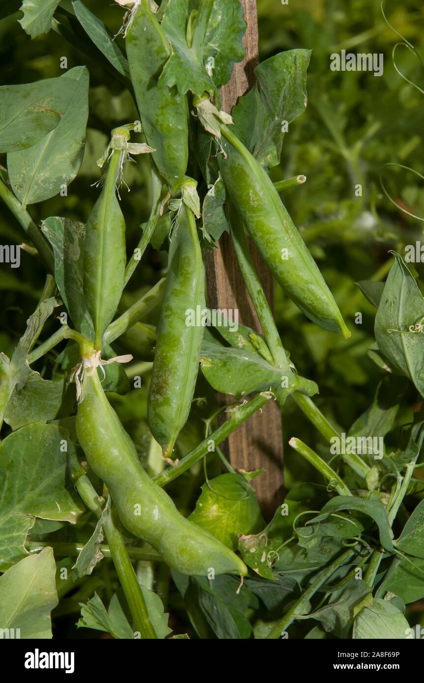 Pea plant (Pisum sativum), Seville, Region of Andalusia, Spain, Europe ...
