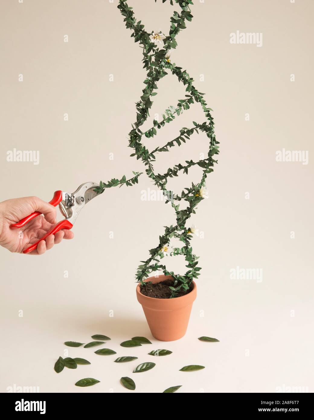 Modifying DNA, conceptual image Stock Photo - Alamy