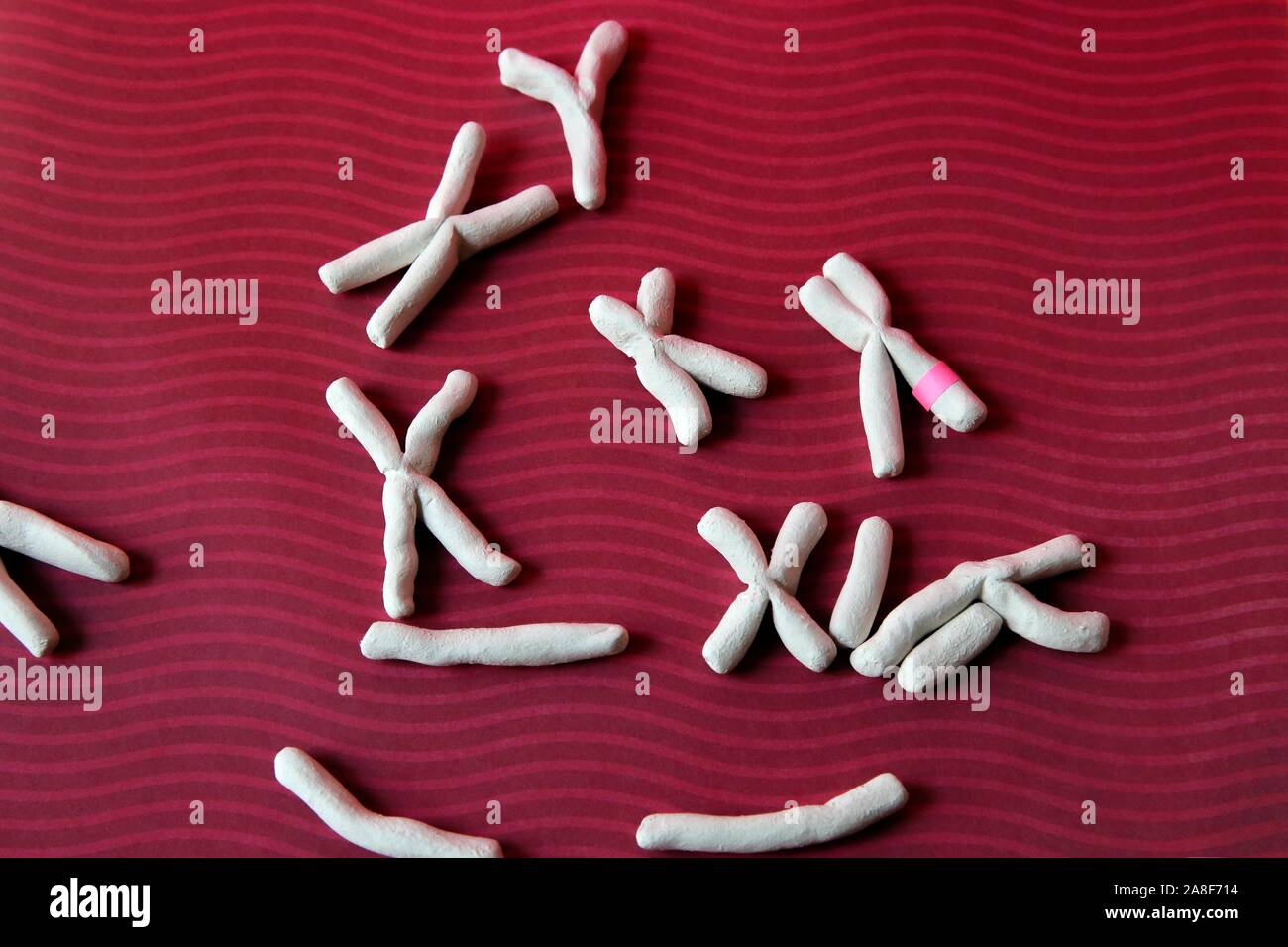 Replicating chromosomes, conceptual image Stock Photo - Alamy