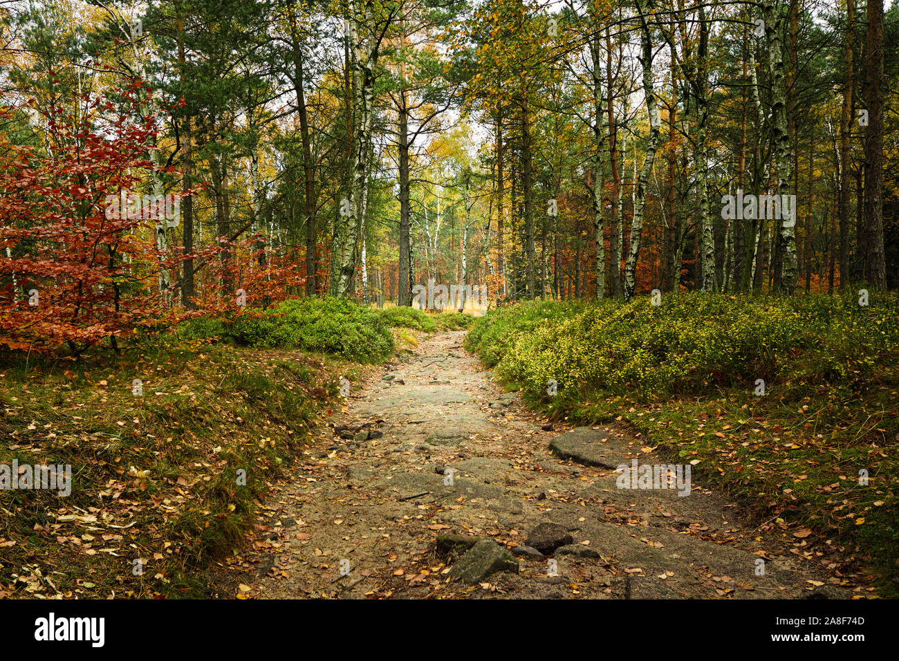 Empty road in colorful autumn forest with leaves Stock Photo - Alamy