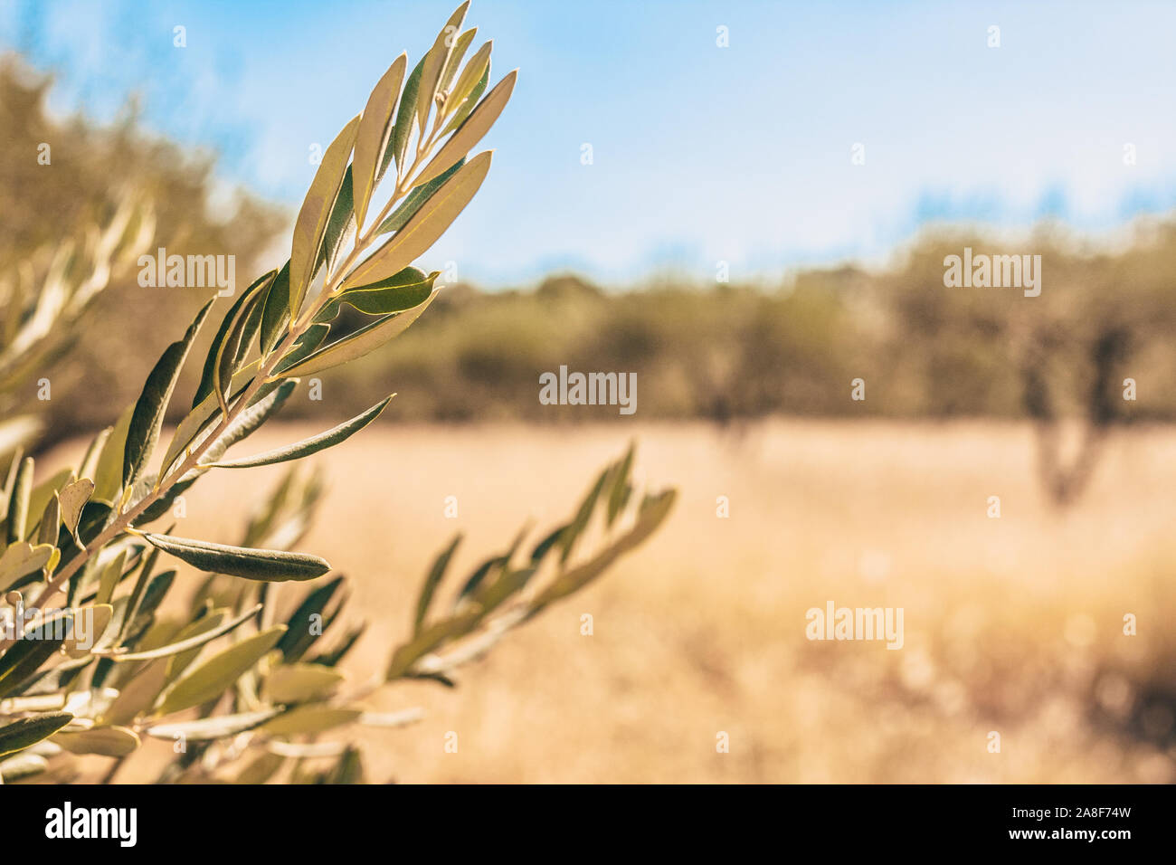 Olive branch on a blurred background of an olive grove - backdrop and ...