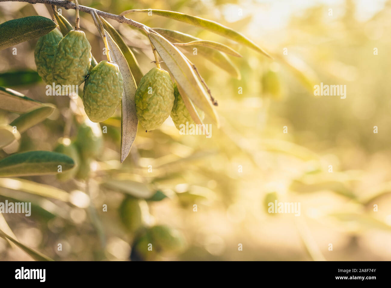 Olive branch on a blurred background of an olive grove - backdrop and ...