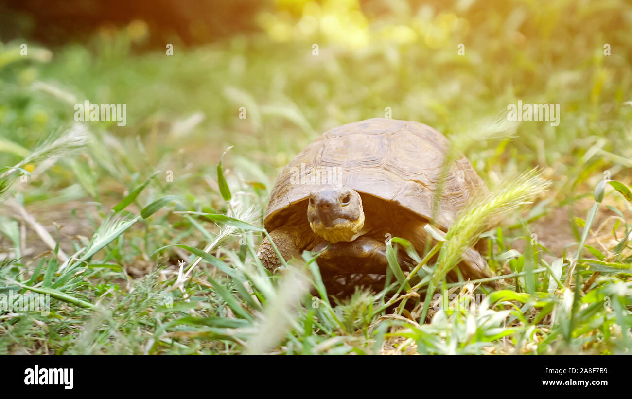 Turtle moving on fresh green grass to the camera, sunlight Stock Photo ...