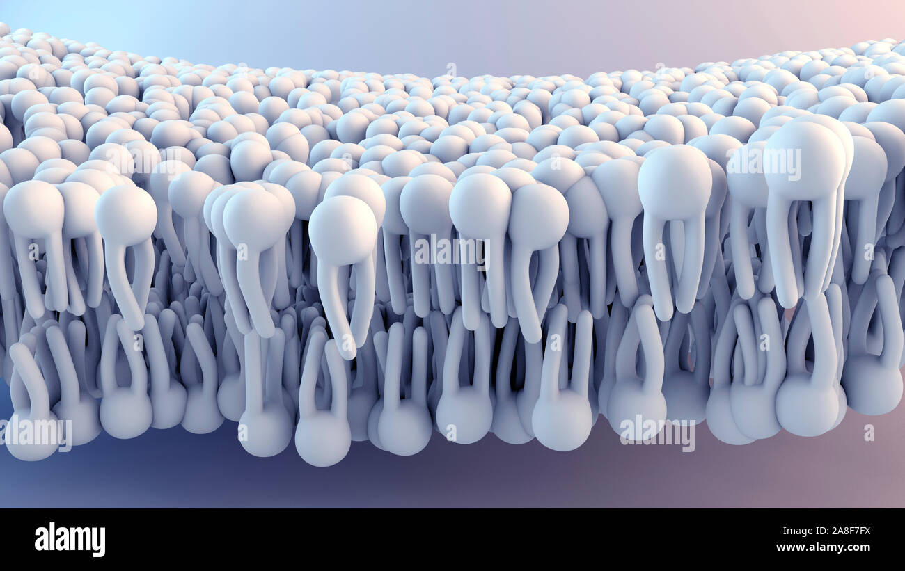 Cell membrane, illustration Stock Photo - Alamy