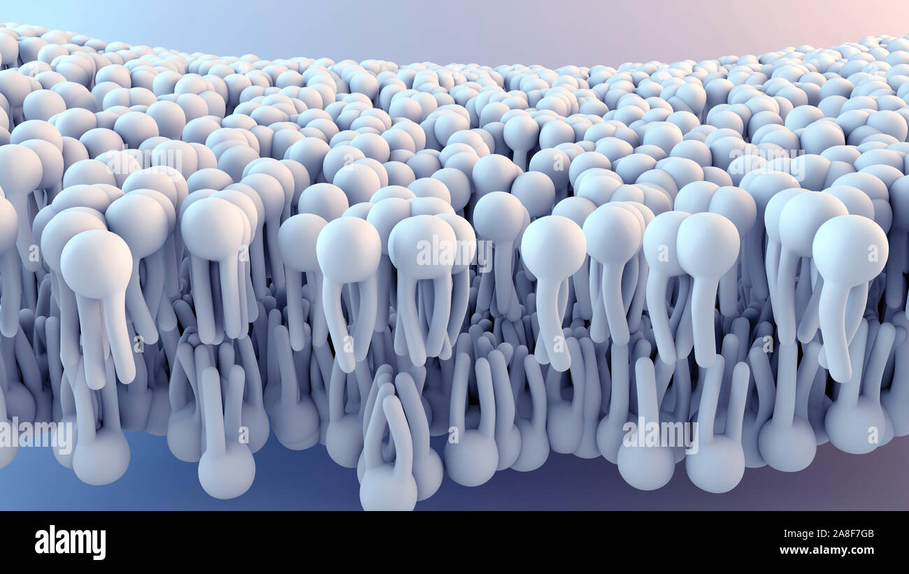 Cell membrane, illustration Stock Photo - Alamy