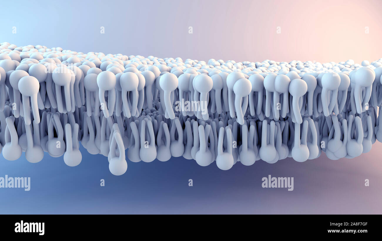 Cell membrane, illustration Stock Photo - Alamy