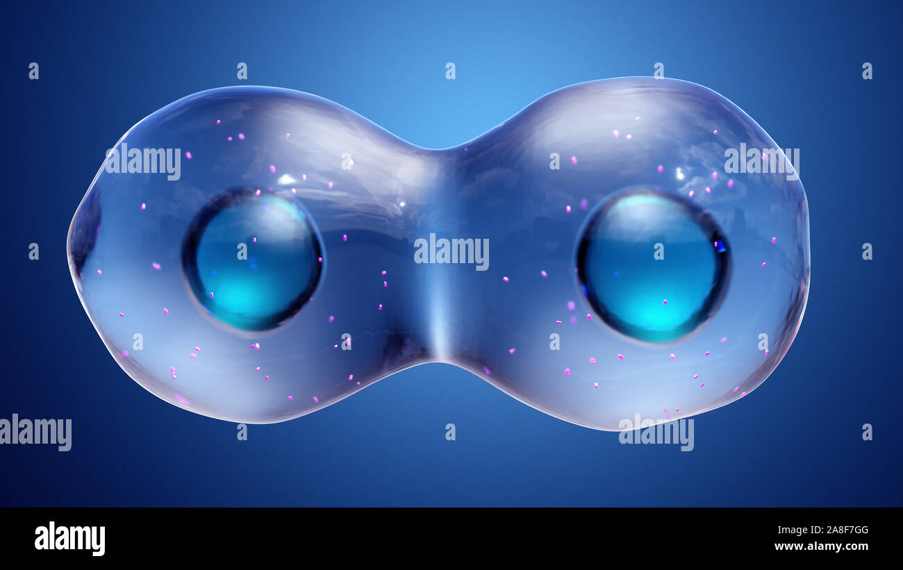 Cell division, illustration Stock Photo - Alamy