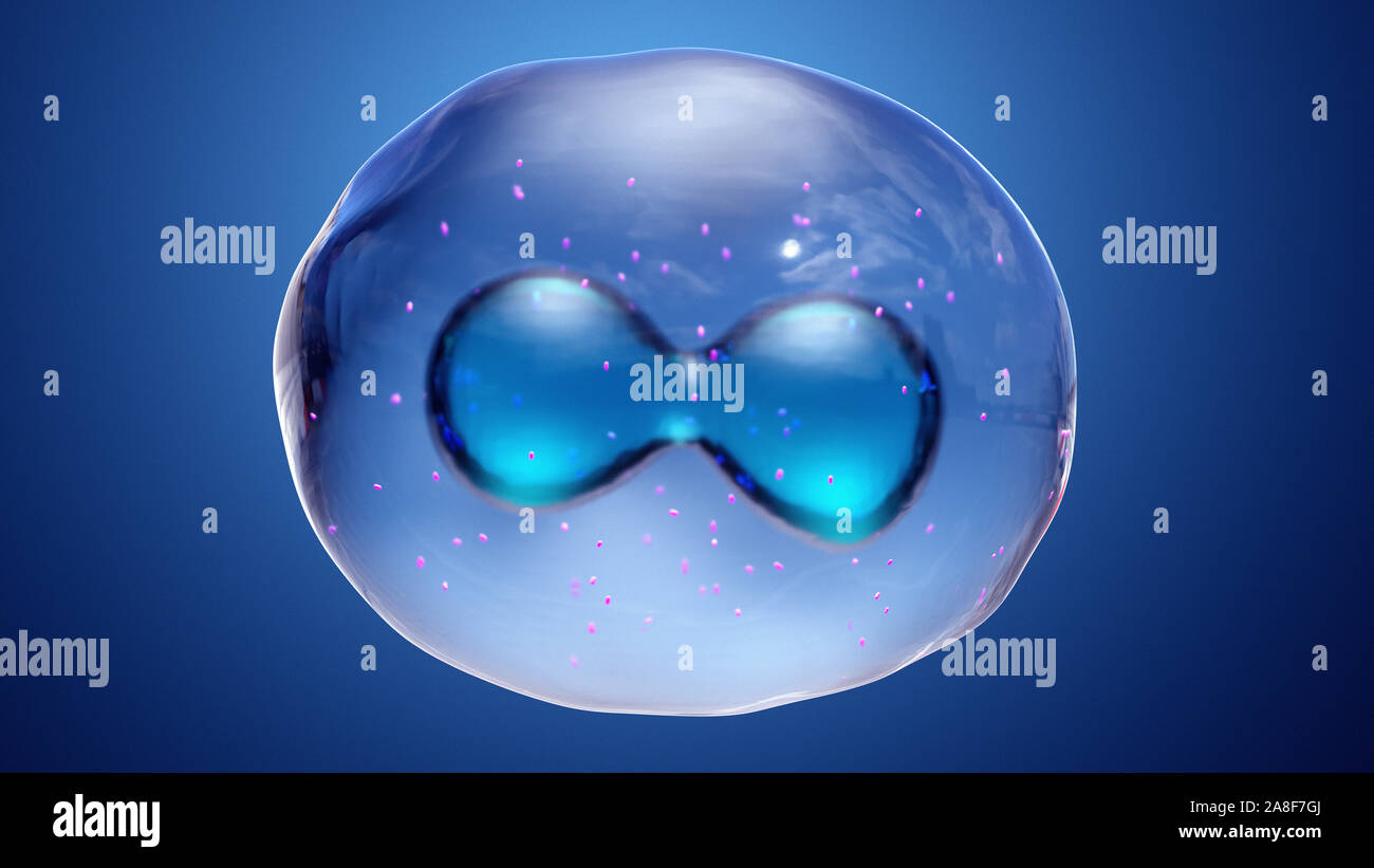 Nuclear division, illustration Stock Photo - Alamy