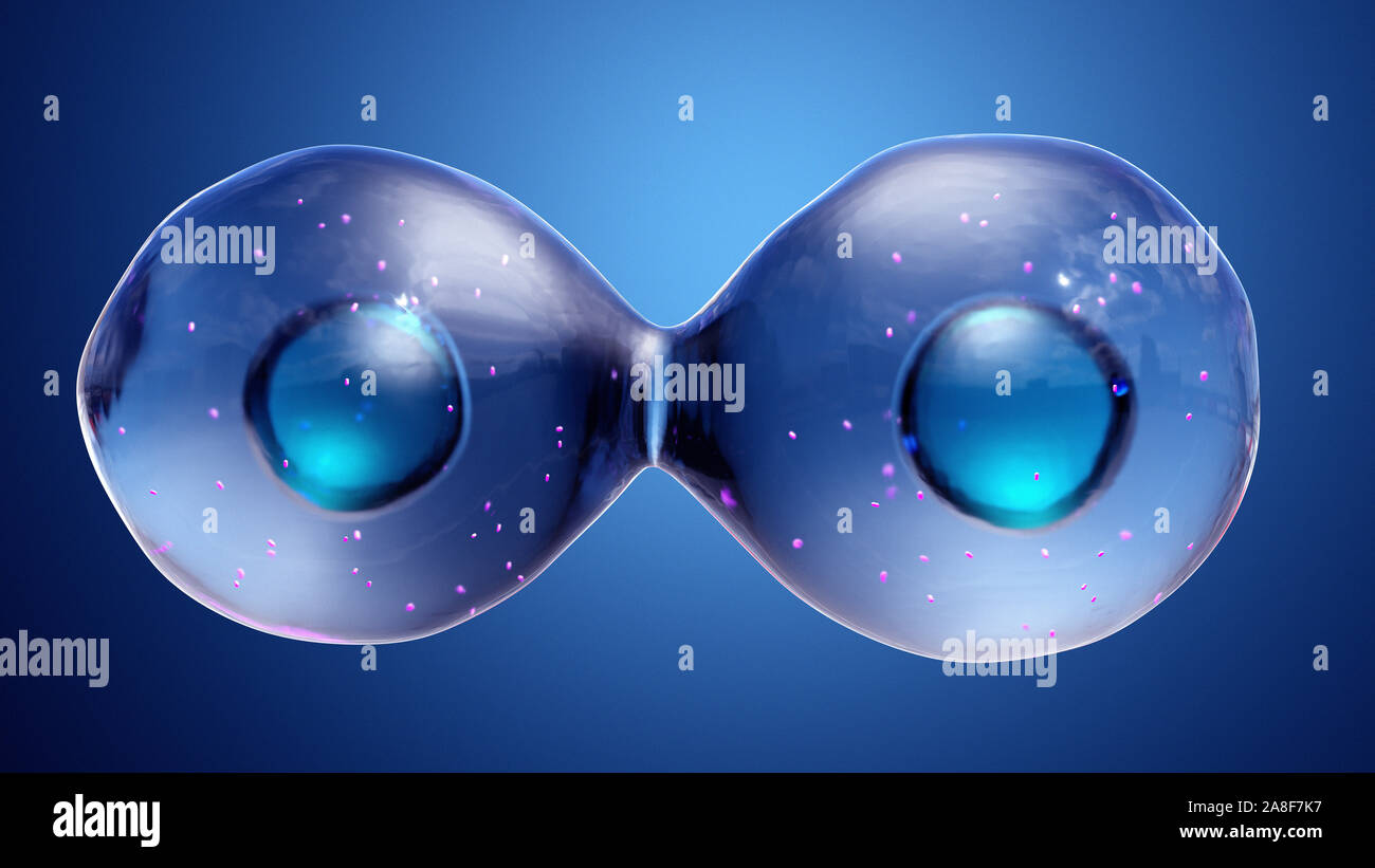 Cell division, illustration Stock Photo - Alamy